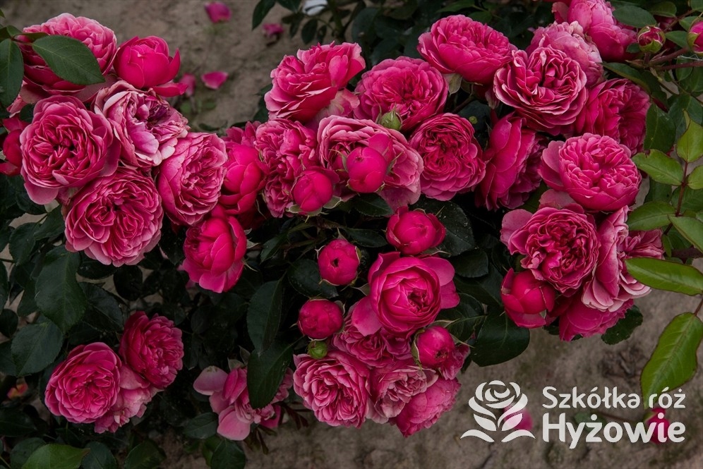 Róża Premium rokoko różowa Magic Rokoko - 9166464083 - oficjalne ...