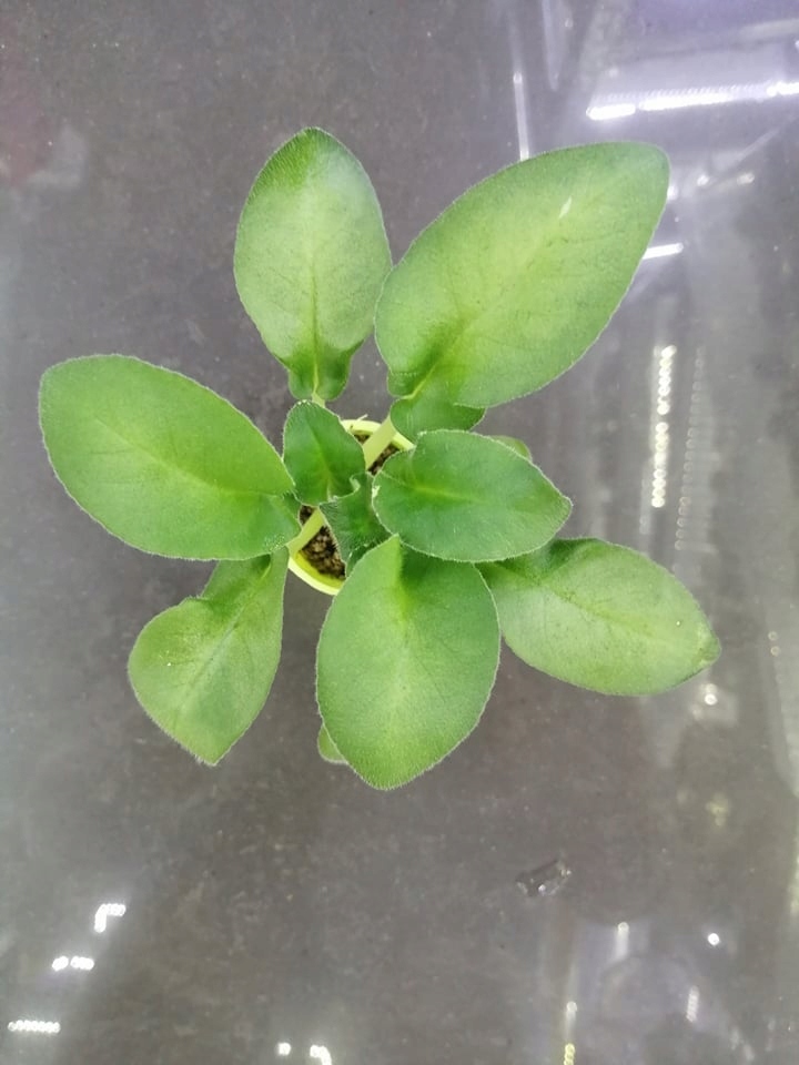 Fiołek afrykański Senk's Snowy Egret sadzonka trai - 10832244978 - oficjalne archiwum Allegro