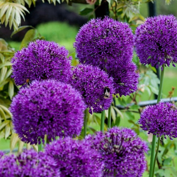 Allium Czosnek Ozdobny Purple Rain 5 szt cebulki ZDROWE ŁADNE CEBULKI ...