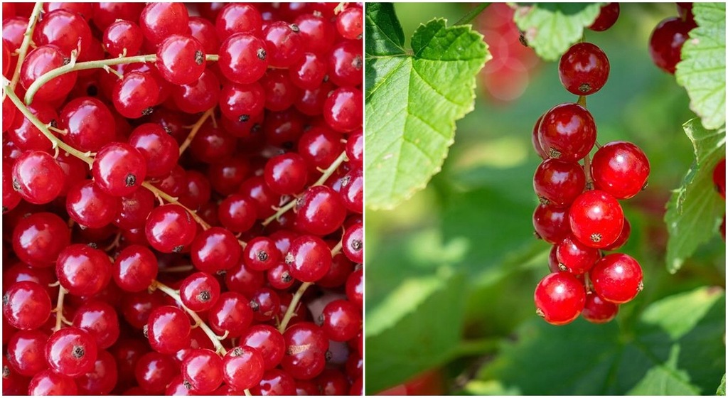 Porzeczka czerwona DETVAN- krzaczasta/MROZOODPORNA - 11078053339 ...