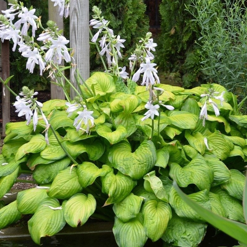 Funkia Hosta Guacamole duża sadzonka - 11072488503 - oficjalne archiwum ...
