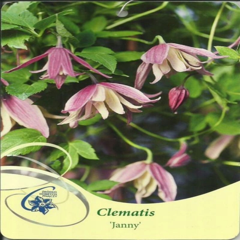 Clematis JANNY Grupa Atragene - 12903894708 - oficjalne archiwum Allegro