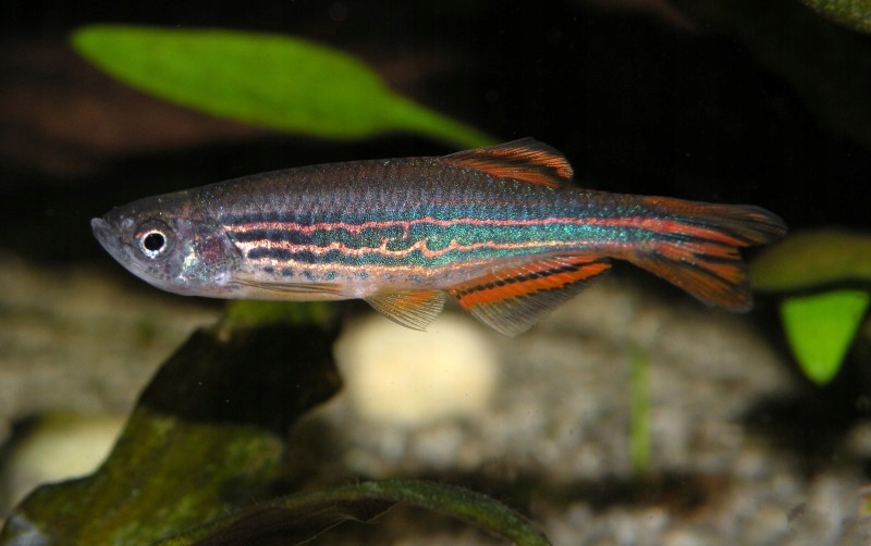 Ryba Danio kyathit Danio birmański - 10714735714 - oficjalne archiwum ...