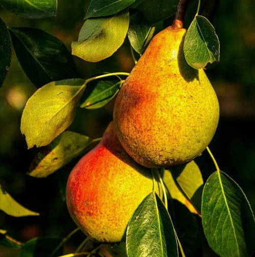 Grusza Dicolor ZIMOWA ODPORNA drzewko owocowe - 12822846268 - oficjalne ...