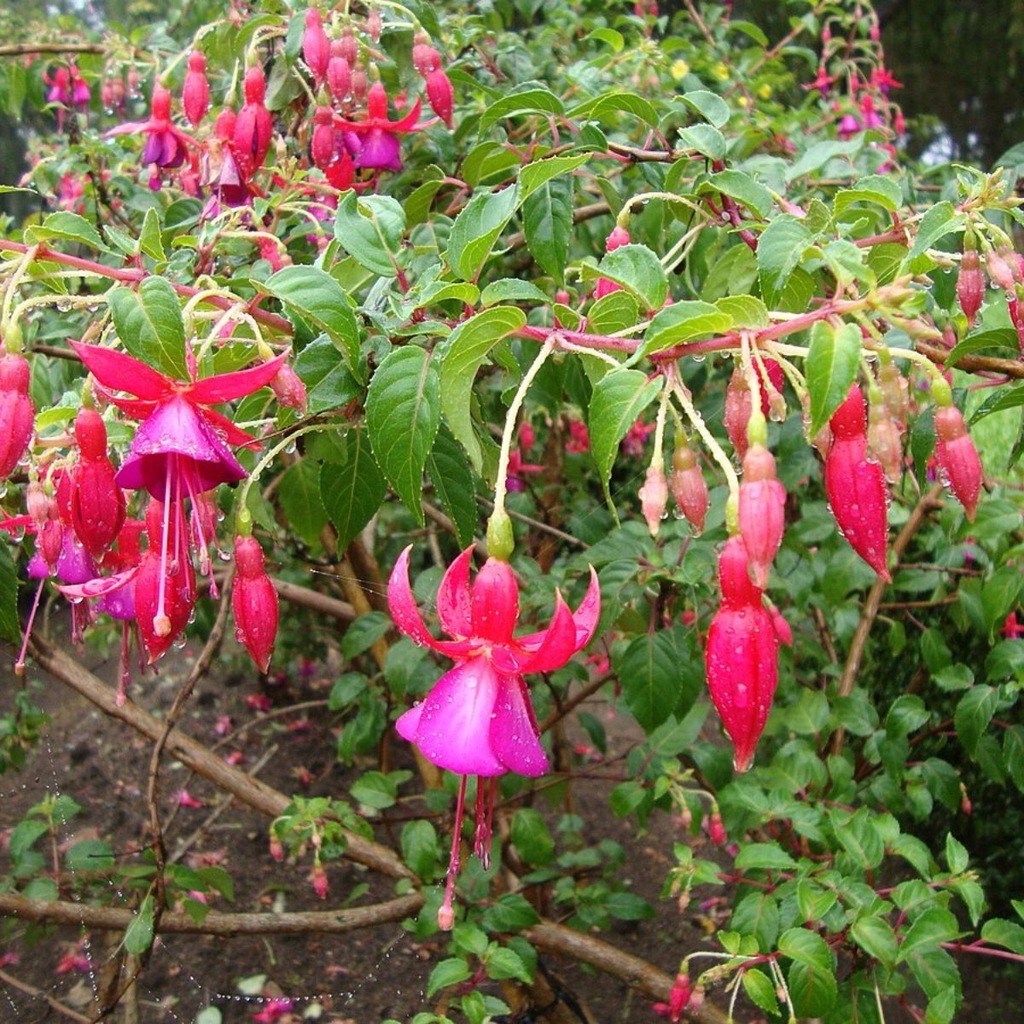 Fuksja zimotrwała SADZONKA W DONICZCE - 15715391072 - oficjalne ...