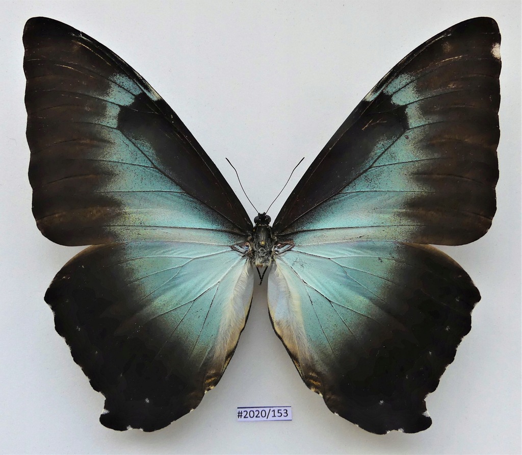 Motyl Morpho cisseis gahua 151mm RZADKO OFEROWANY - 13044826180 ...