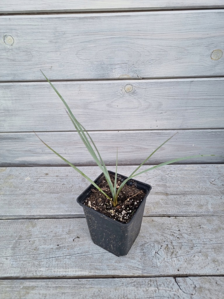 Yucca juka yukka jukka rostrata, sadzonka 25 cm - 14215242860 ...