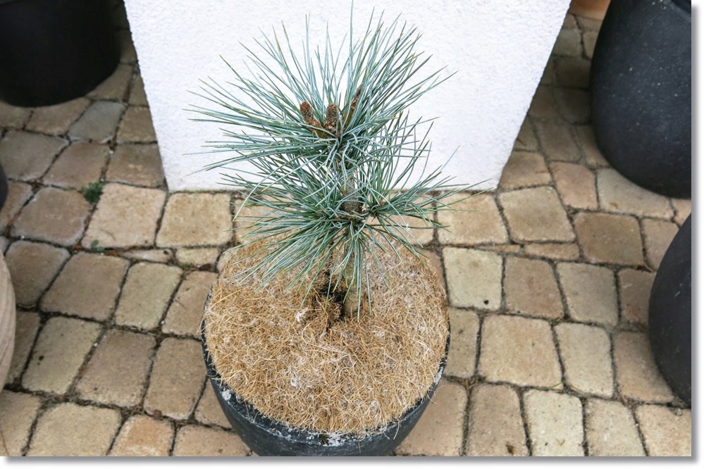 Pinus peuce 'Pacific Blue' - Unikat !!! - 12800826999 - oficjalne ...
