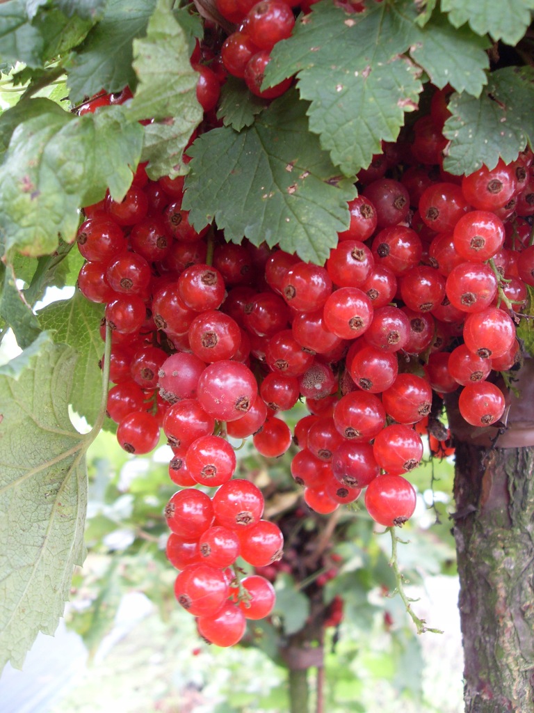 DETVAN Porzeczka Czerwona na pniu - 13364812408 - oficjalne archiwum ...