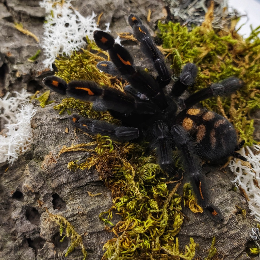 Psalmopoeus irminia Ptasznik - 12189738919 - oficjalne archiwum Allegro