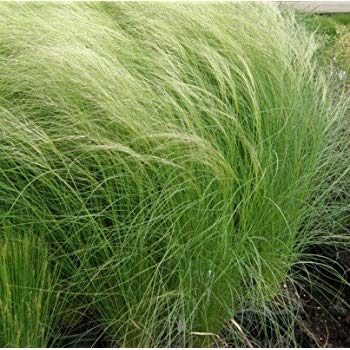 Ostnica mocna trawa w doniczce stipa - 9324048245 - oficjalne archiwum ...