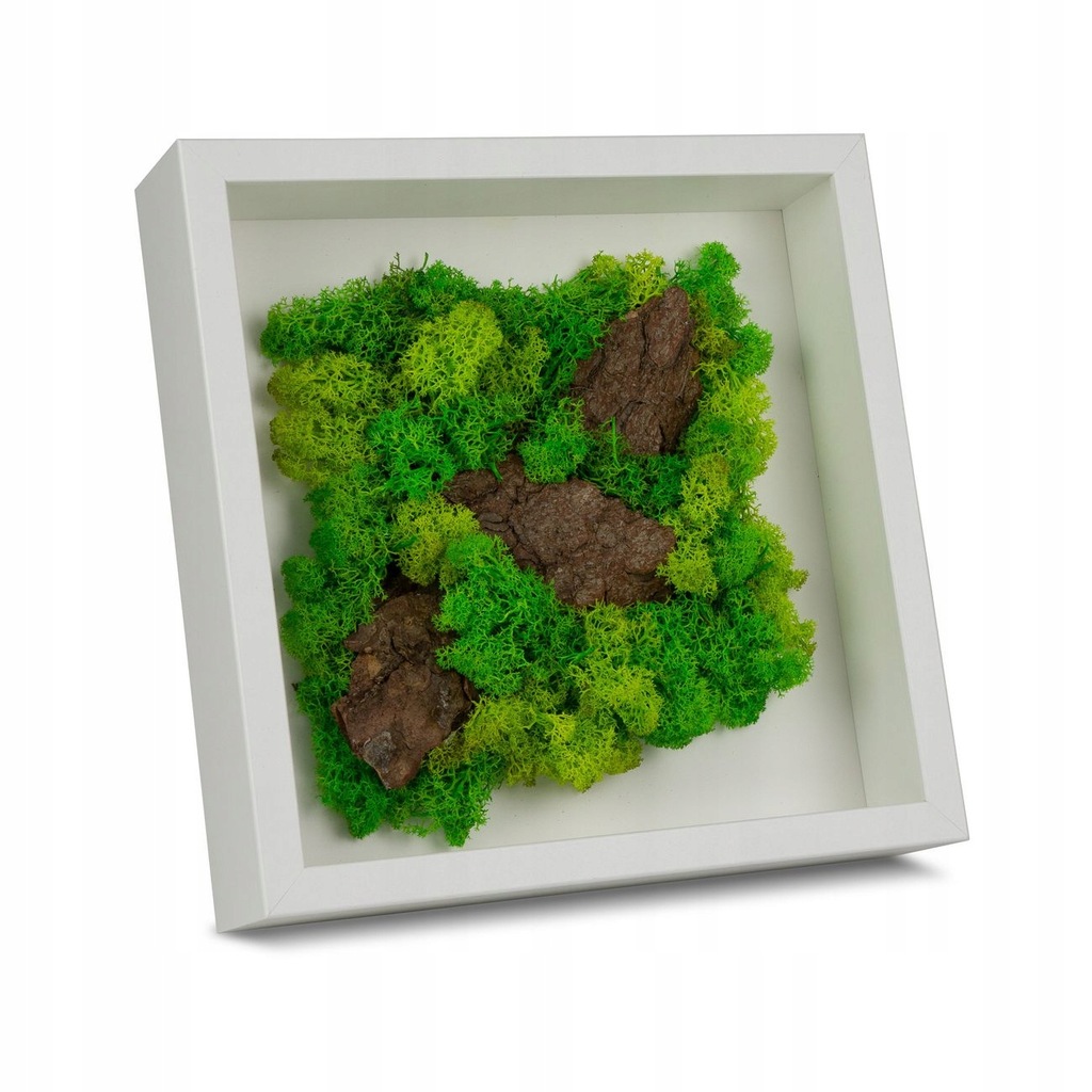 MECH CHROBOTEK ŻYWY OBRAZ Z MCHU NA ŚCIANĘ PREZENT - 11471059176 ...