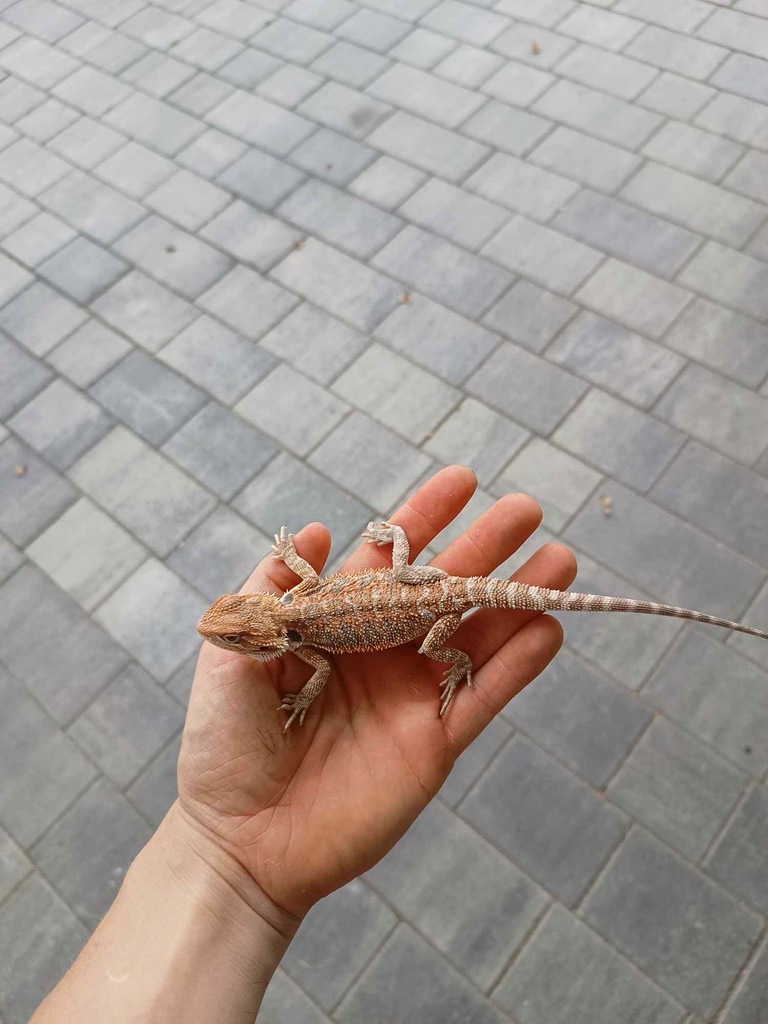 Agama brodata CLASSIC x RED samiec DUŻY - 14204319005 - oficjalne ...