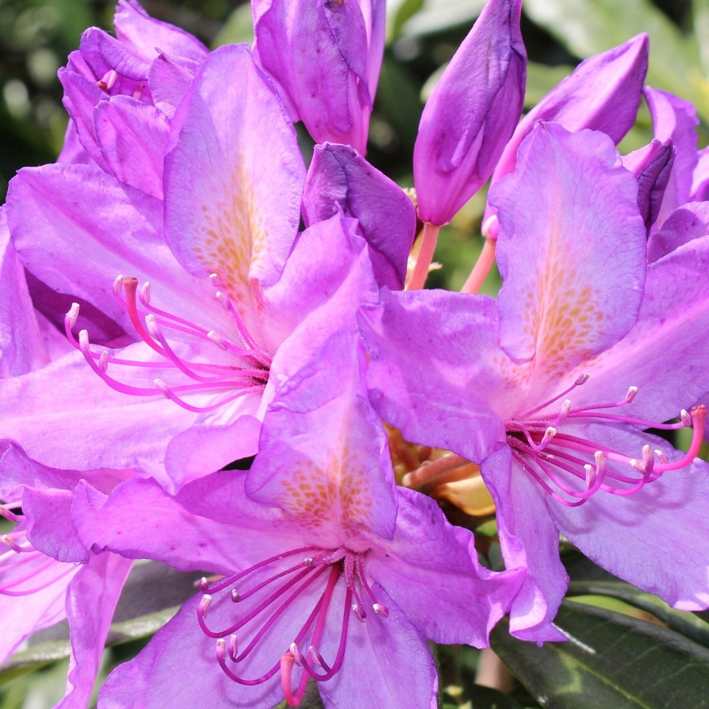 RODODENDRON RÓŻANECZNIK PONTYJSKI 'VARIEGATUM' C3 (duża doniczka 3 ...