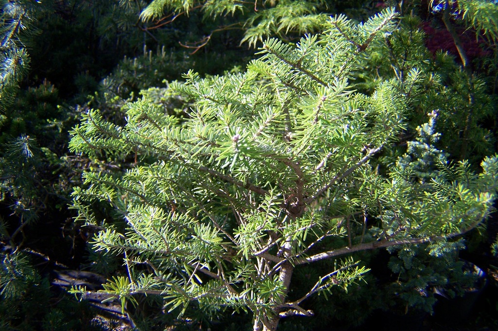 Jodła koreańska Oszi szczepiona mini na pniu inna - 13683061632 ...