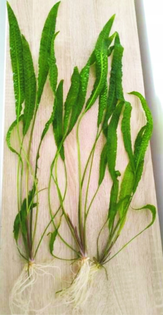 KRYPTOKORYNA KARBOWANA, ZWARTKA, APONOGETIFOLIA - 9645849318 ...