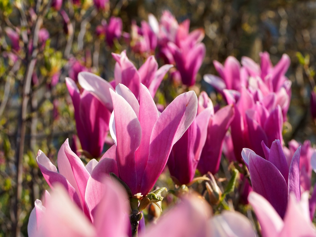 Magnolia purpurowa NIGRA późno kwitnie W DONICZCE - 14965788411 ...