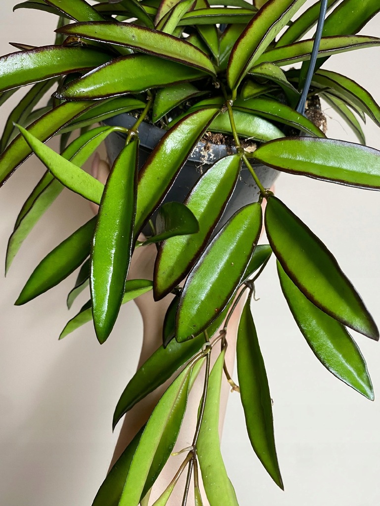 Hoya wayetti zielone długie liście - 13641223014 - oficjalne archiwum ...