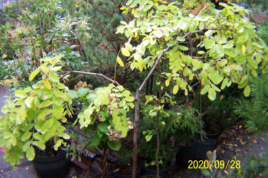 Robinia akacja żółta szczepiona pendula inny - 9758900361 - oficjalne ...