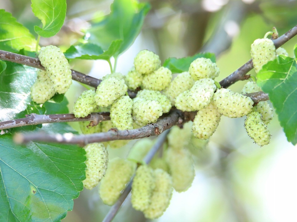 Morwa biała - sadzonki 30 - 40 cm - 13454684947 - oficjalne archiwum ...