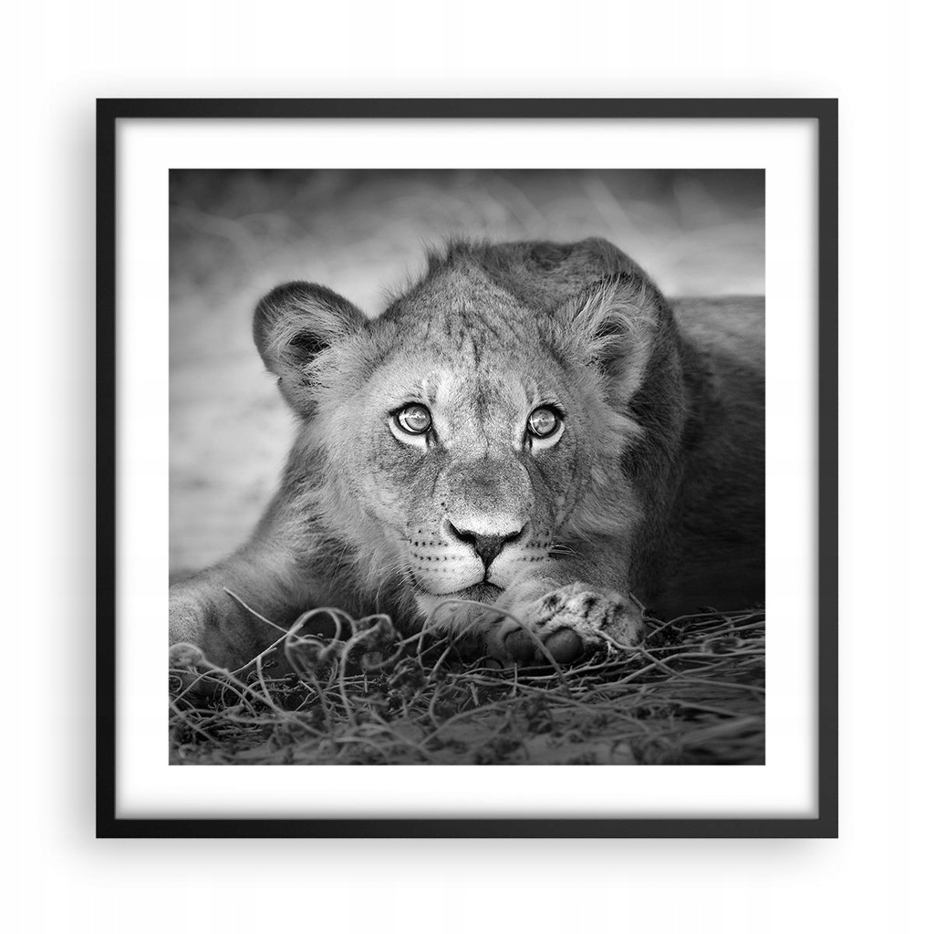 Plakat rama czarna 50x50 lew azjatycki portret - 12428554585 ...
