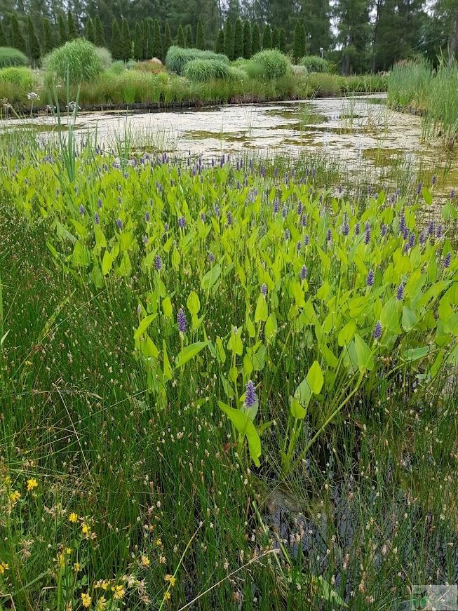 Pontaderia - Pontederia cordata - 12004177647 - oficjalne archiwum Allegro