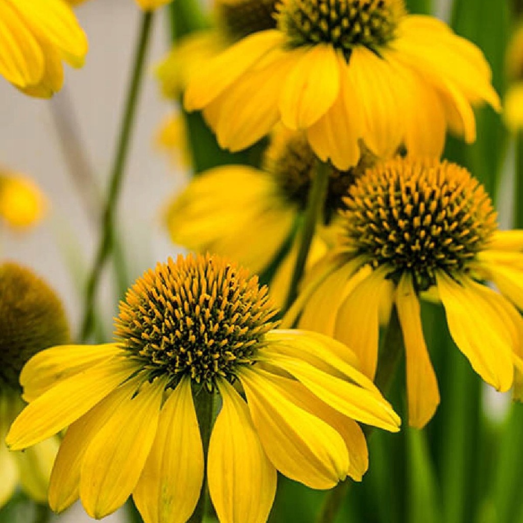 Jeżówka purpurowa Papallo Classic Lemon SADZONKA W DONICZCE ...