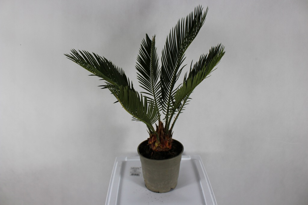 PALMA CYCAS CYKAS REVOLUTA SAGOWIEC SUPER - 13957344130 - oficjalne ...