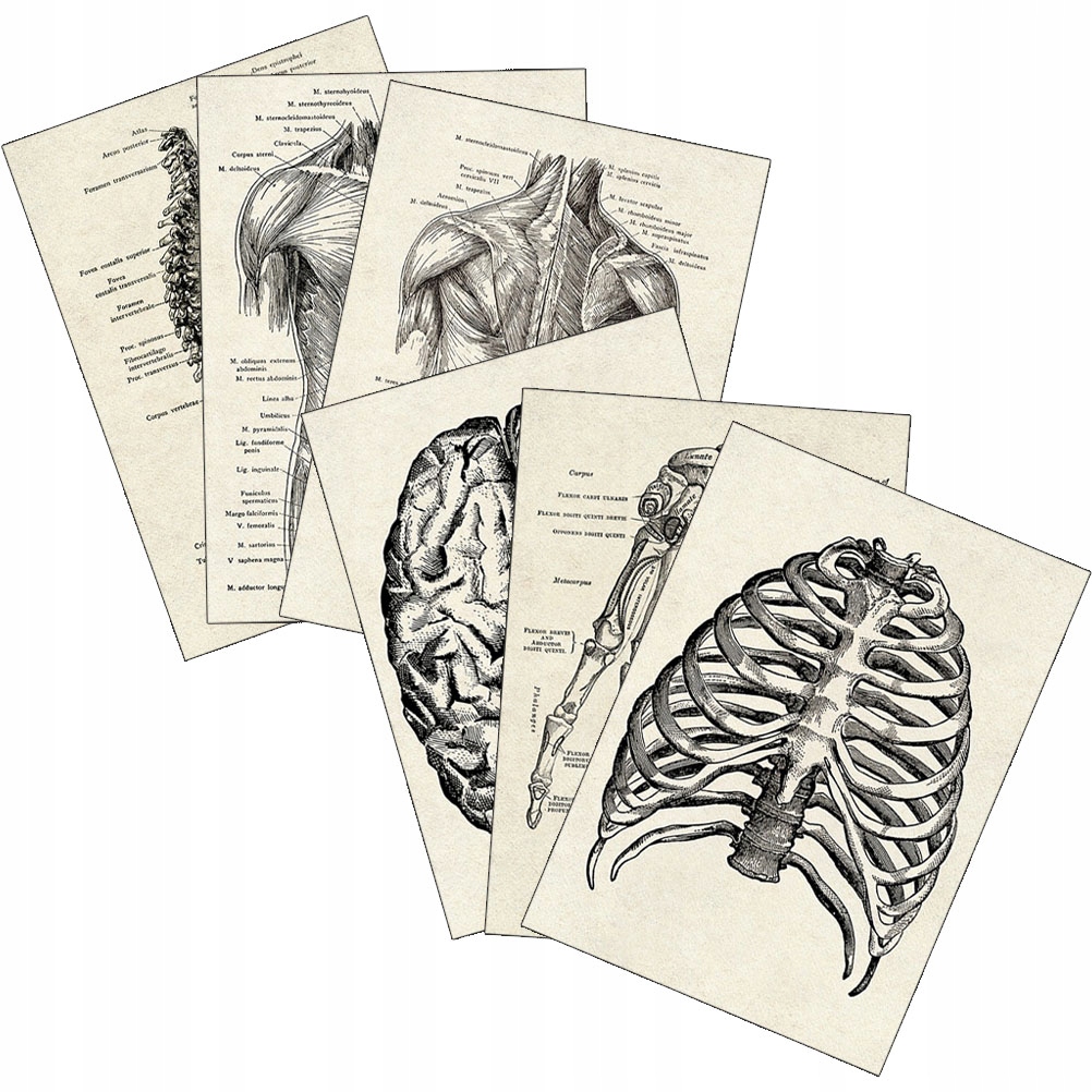 Photo Prints Canvas Human Muscle Poster Anatomy - 14393510311 ...