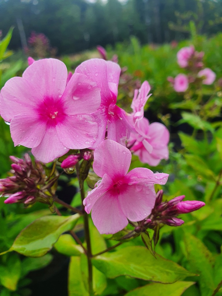 Phlox Floks Płomyk FAMOUS PINK minoaturowy 2L - 12308961018 - oficjalne ...
