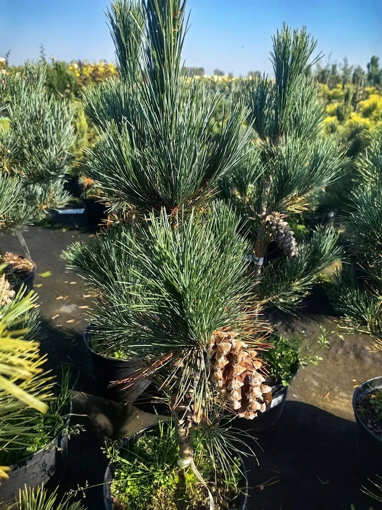 Sosna limba Pinus Cembra COMPACTA GLAUCA duża sadzonka - 14466395451 ...