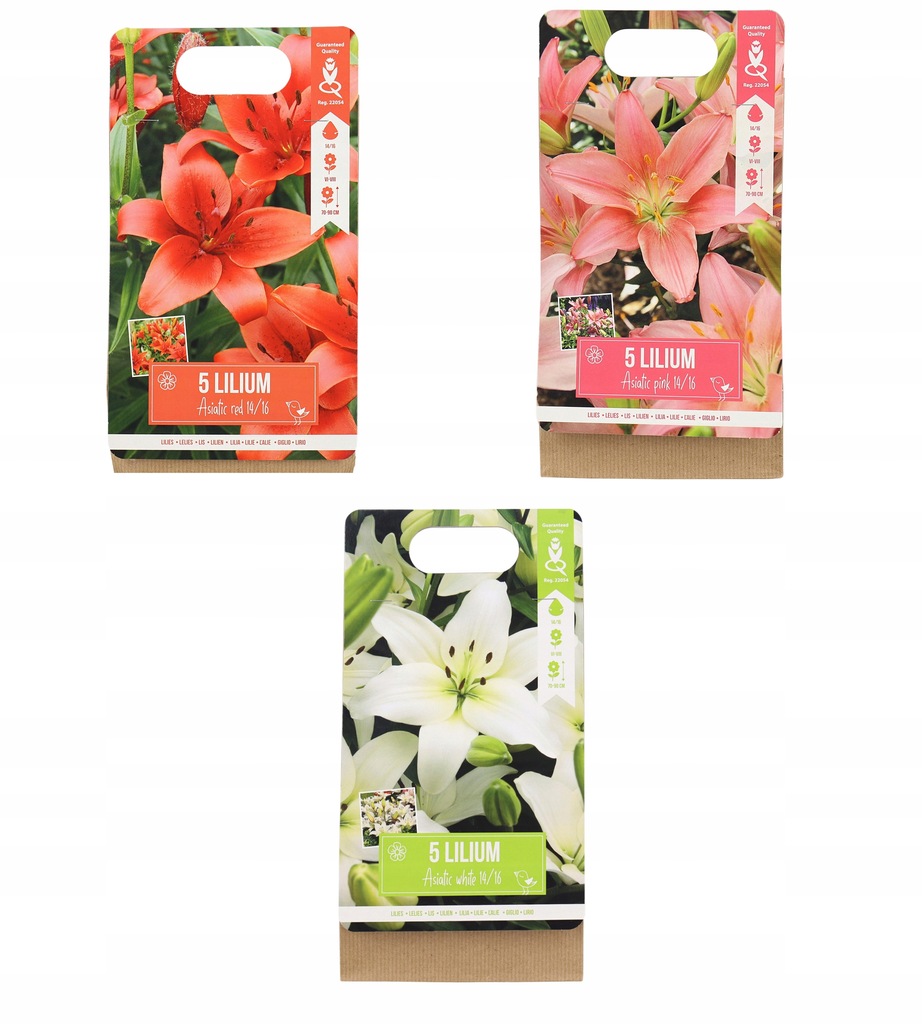 15 SZT CEBULKI KWIATOWE LILIUM LILIE MIX KOLORÓW - 11490564541 ...