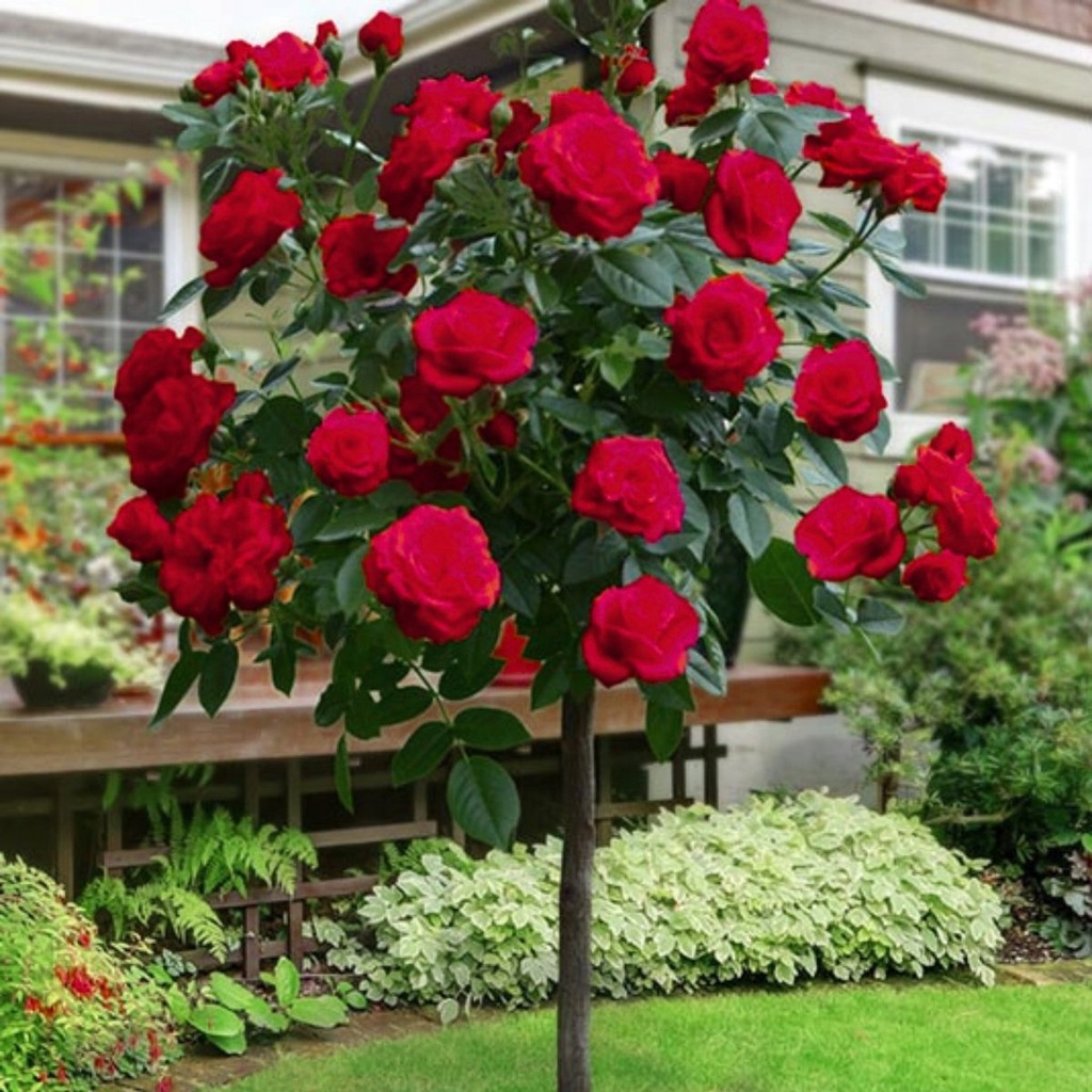 Róża pienna szczepiona na pniu CZERWONA - 14668255511 - oficjalne ...