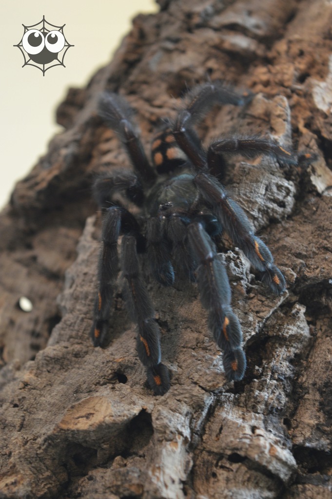 Ptasznik Psalmopoeus Irminia L2/L3 - 8347438314 - oficjalne archiwum ...