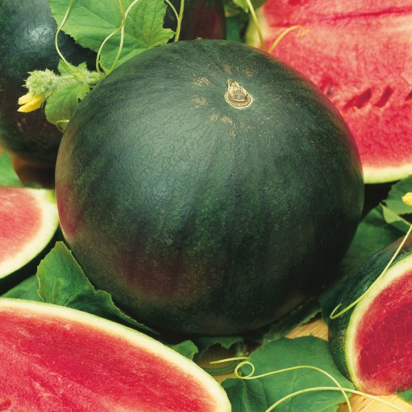 Arbuz kawon gruntowy Rosario F1 sadzonki - 13109600919 - oficjalne ...