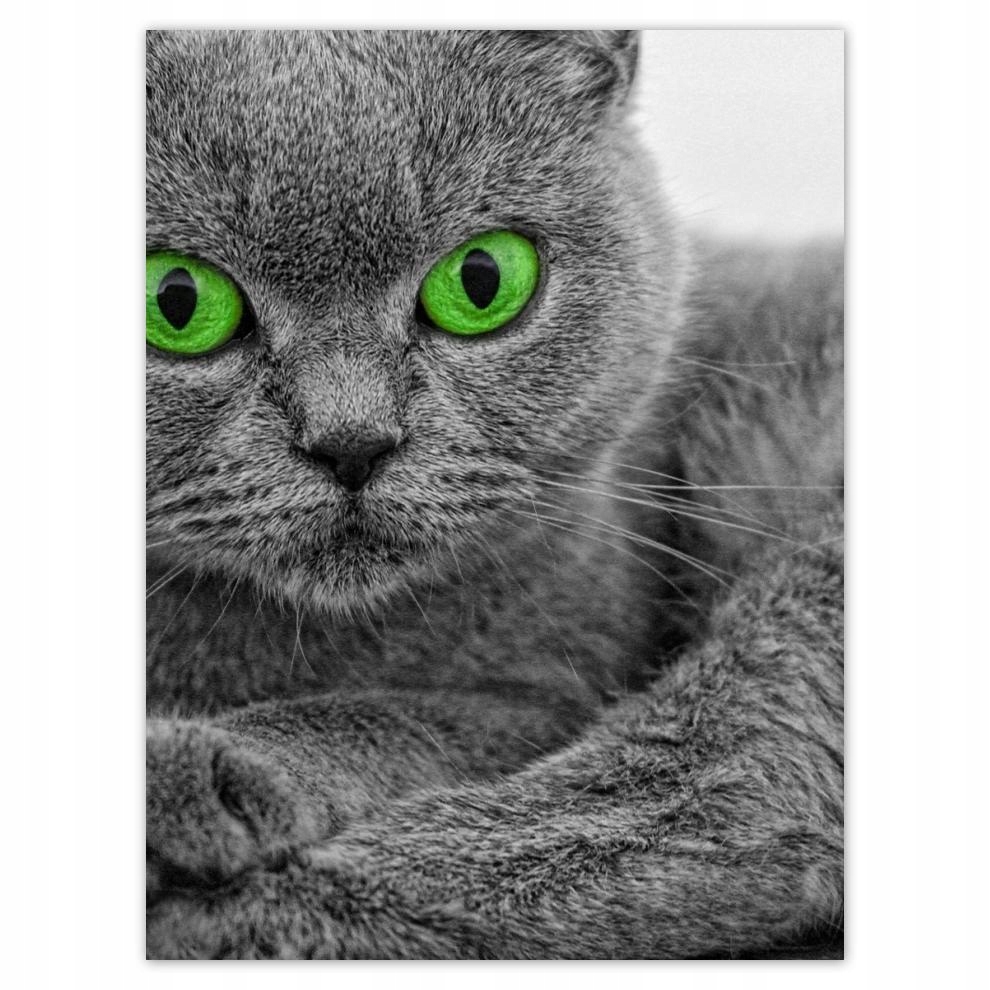 Plakat 30x40 Kot z zielonymi oczami - 11734162964 - oficjalne archiwum Allegro
