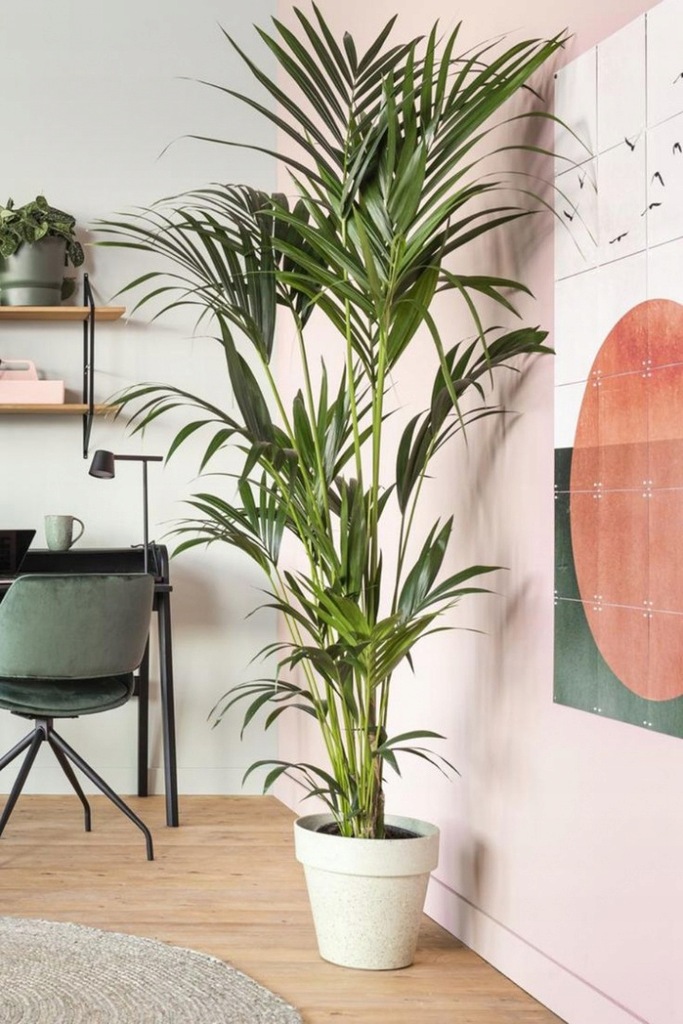 Howea forsteriana Palma kencja XL 110 cm - 12394332804 - oficjalne ...