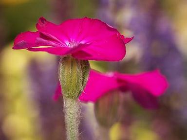 FIRLETKA KWIECISTA bordowy kwiat 300 n/23 - 14760855056 - oficjalne ...