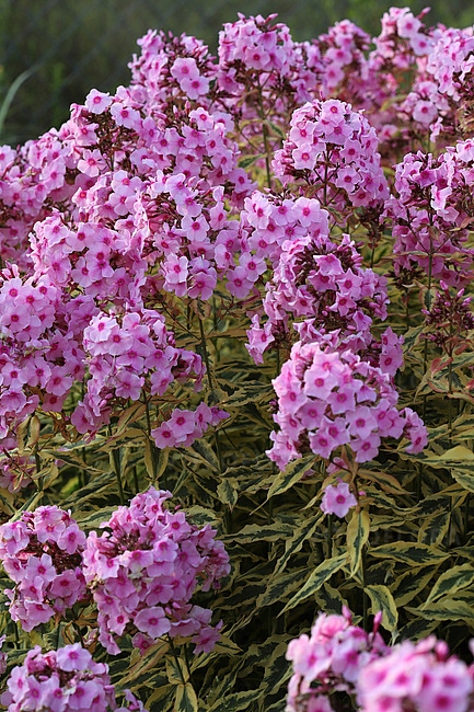 FLOKS Warsaw Sunrise wyjątkowa roślina SADZONKA - 9547192880 ...