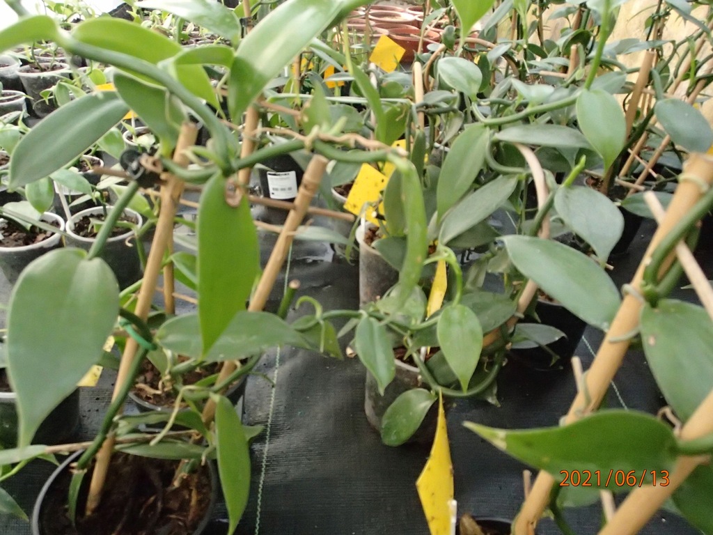 Wanilia storczyk Vanilia Planifolia sadzonka 20cm - 12708162097 ...