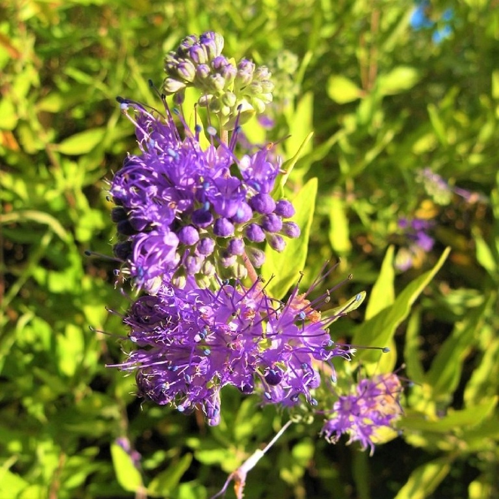 Barbula klandońska Worcester Gold - 12392092633 - oficjalne archiwum ...