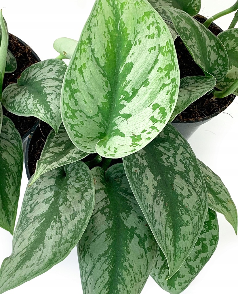 SCINDAPSUS pstry, Pictus Trebie DUŻA DONICA 12cm - 11538534424 ...