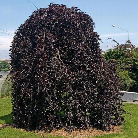 BUK płaczący pendula PURPUREA PA 120-140cm C3 - 12480348456 - oficjalne ...