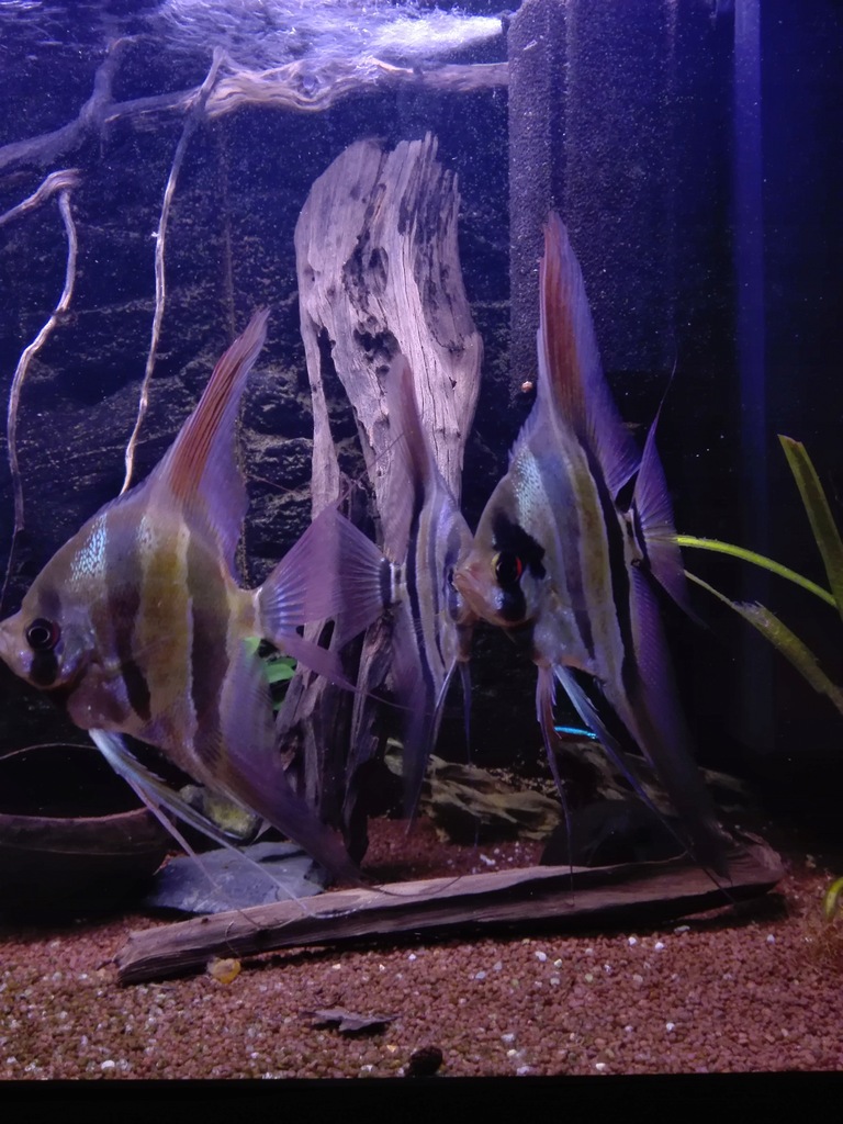 Pterophyllum Altum Orinoco TARNÓW - 7831411188 - oficjalne archiwum Allegro Pterophyllum Altum Orinoco TARNÓW - 7831411188 - oficjalne archiwum Allegro