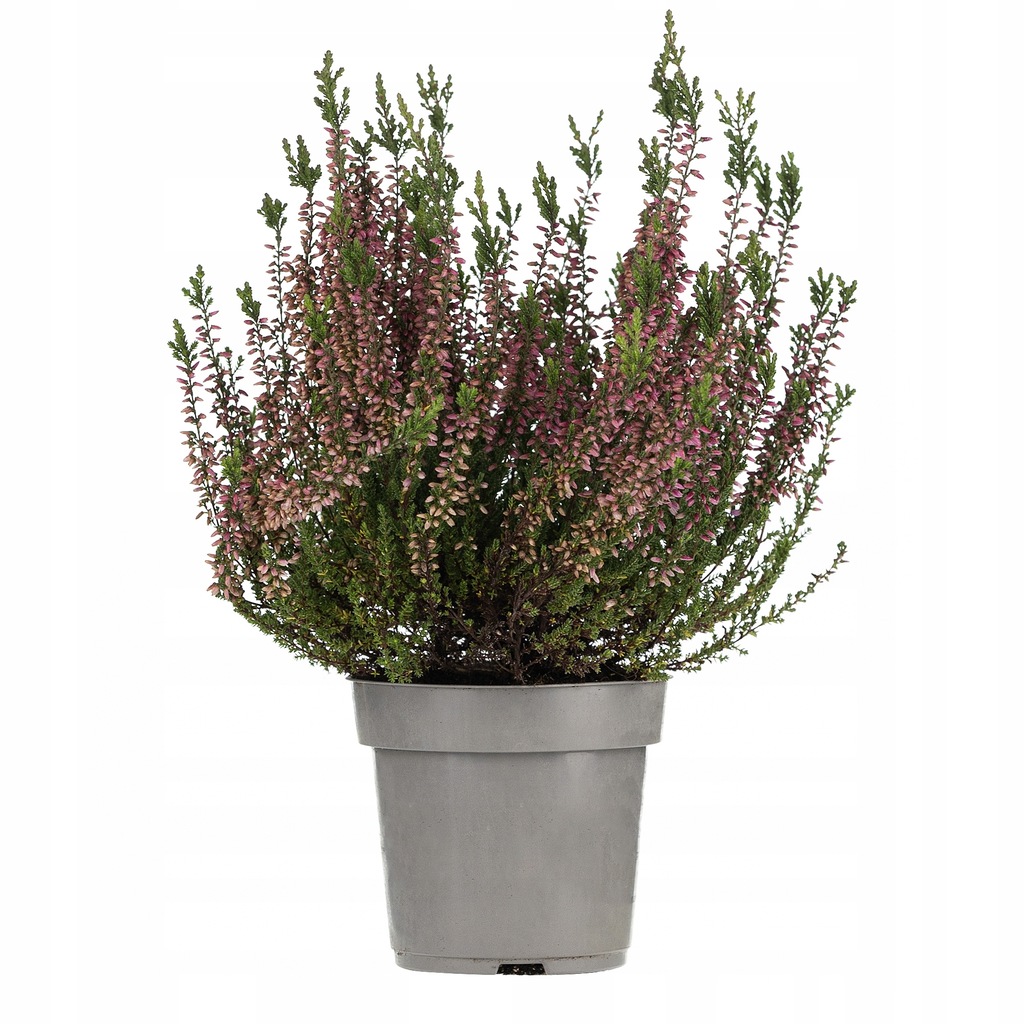 Wrzos czerwony PIĘKNA sadzonka do OGRODU i tarasu - 14056283836 ...