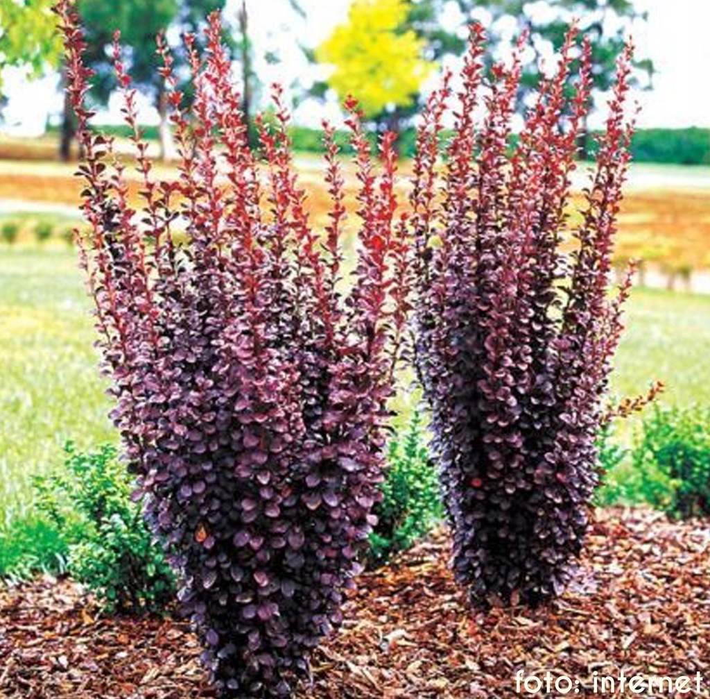 BERBERYS THUNBERGA RED PILLAR kolumnowy P9 - 8942716811 - oficjalne ...