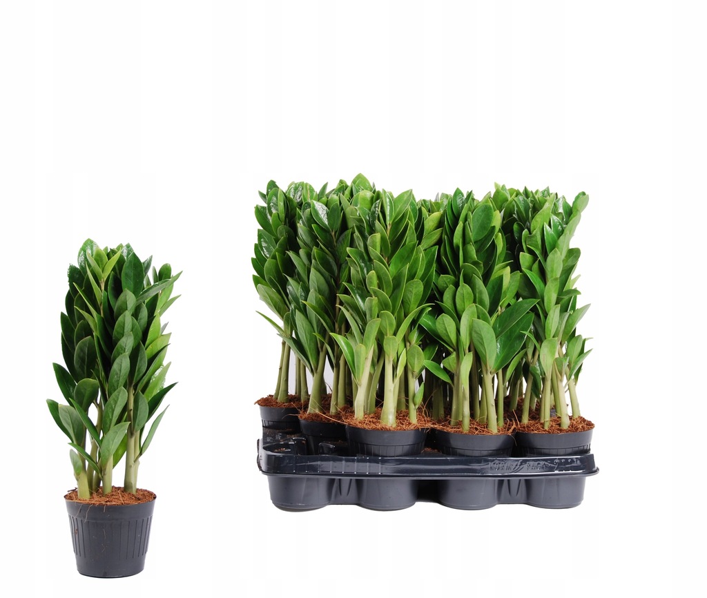 Купить Замиокулькас замифолия Замиокулькас замифолия 40: отзывы, фото и характеристики на Aredi ...