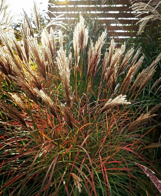 Miskant Trawa Neil Lucas IDEALNY DO MNIEJSZYCH OGRODÓW Sadzonki 1,2L ...