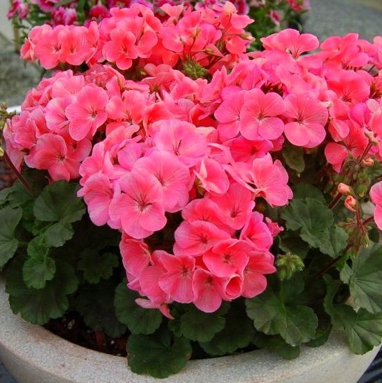 PELARGONIA RABATOWA RÓŻOWA Ideał balkon i ogród - 7760097070 ...