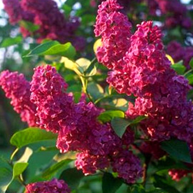 Lilak Bez fioletowy pełny z donicy 972 - 12198073013 - oficjalne ...